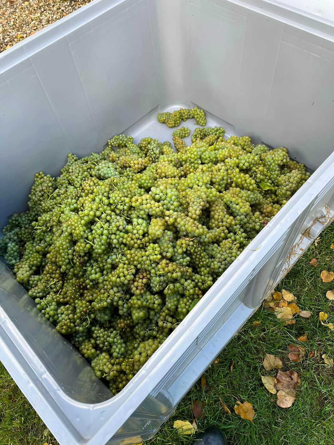 Our Story – Wressle Vineyard